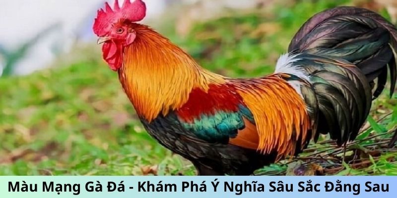 Màu Mạng Gà Đá - Chọn Màu Sắc Phù Hợp Để Gà Đá Thắng Lớn